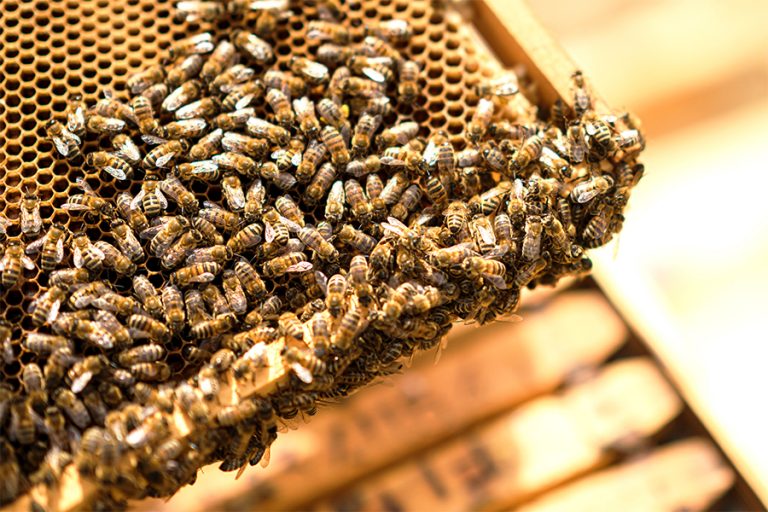 Wild and sweet: The timeless appeal of Greek honey | Athens Insider