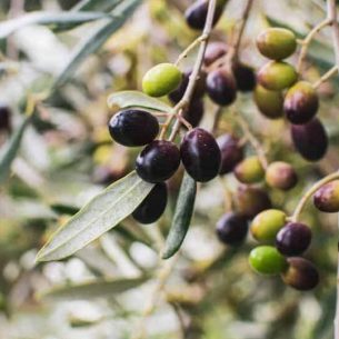 Picking and Pickling Olives: The Insider Guide | Athens Insider