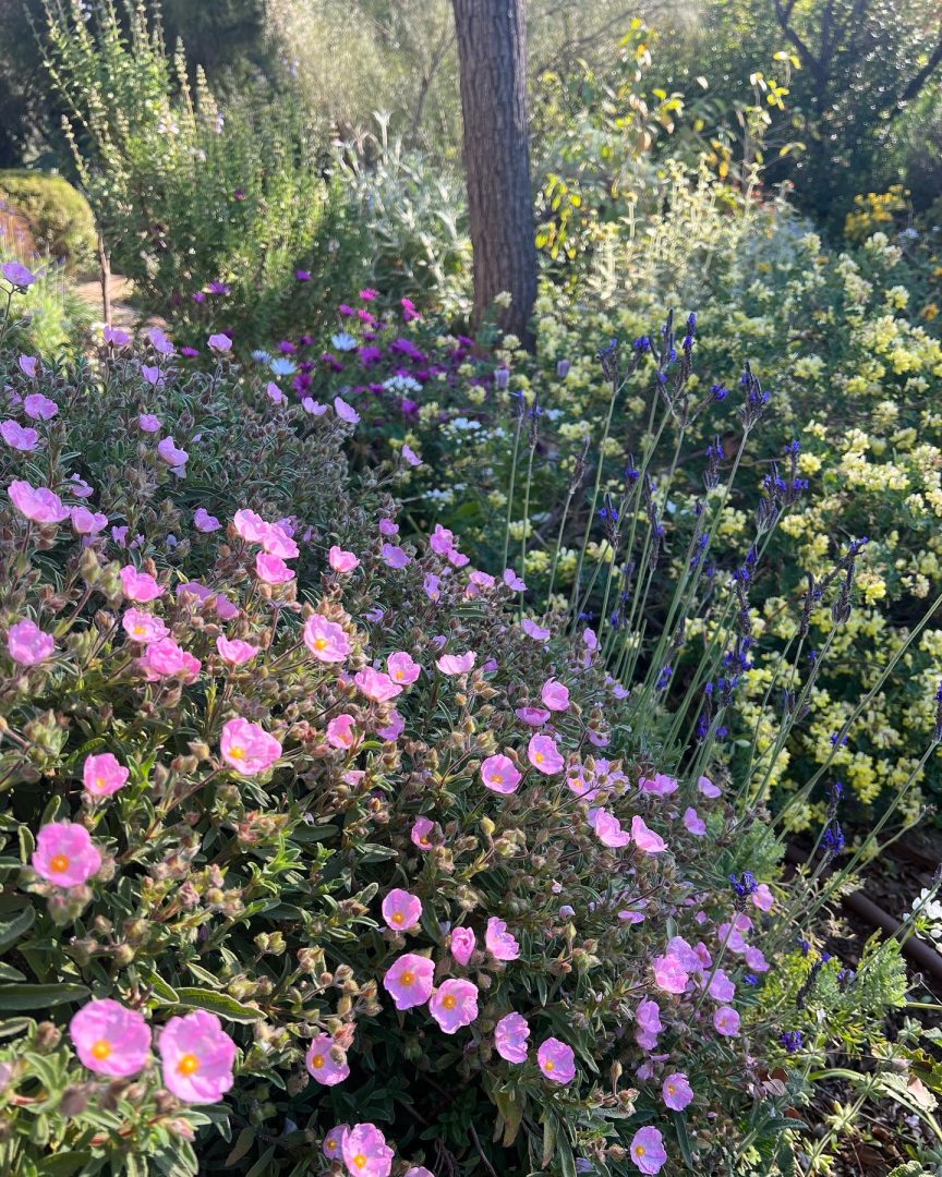 Meet Lucie Willan of Sparoza, a secret garden paradise on the outskirts ...